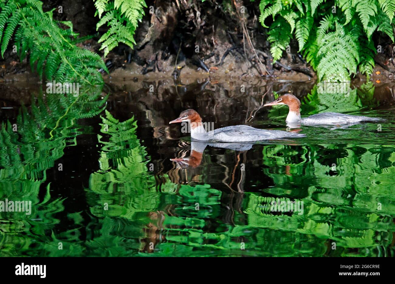 Juvenile goosander fishing on the river Stock Photo - Alamy