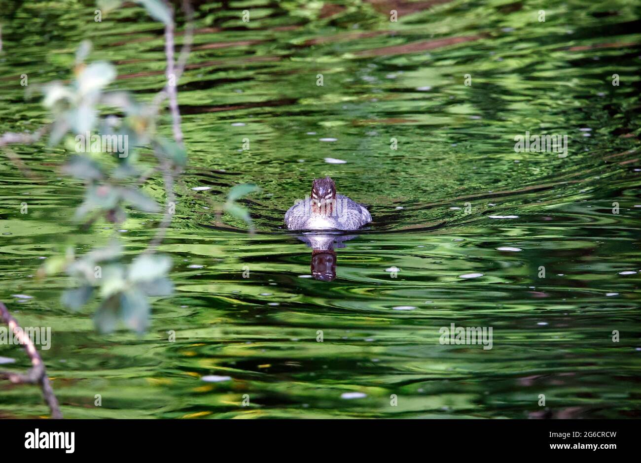 Juvenile goosander fishing on the river Stock Photo - Alamy