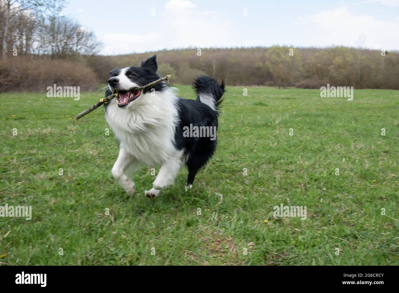 A Border Collie playing in a forest as seen in Romania Stock Photo - Alamy