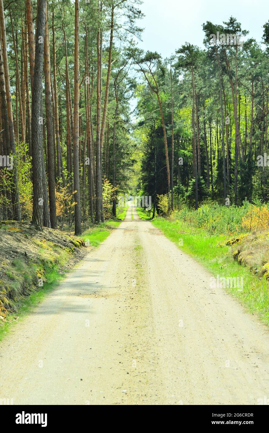 Mud forest road among green pines. Summer Stock Photo - Alamy