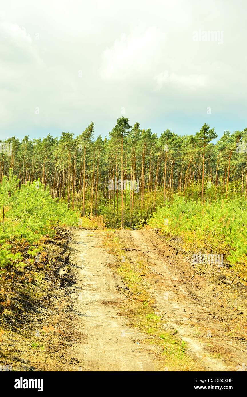 Mud forest road among green pines. Summer Stock Photo - Alamy