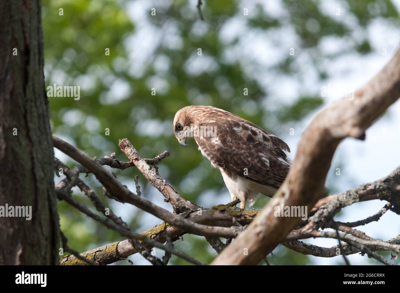 immature red-tailed hawk (Buteo jamaicensis) perched on a dead tree ...