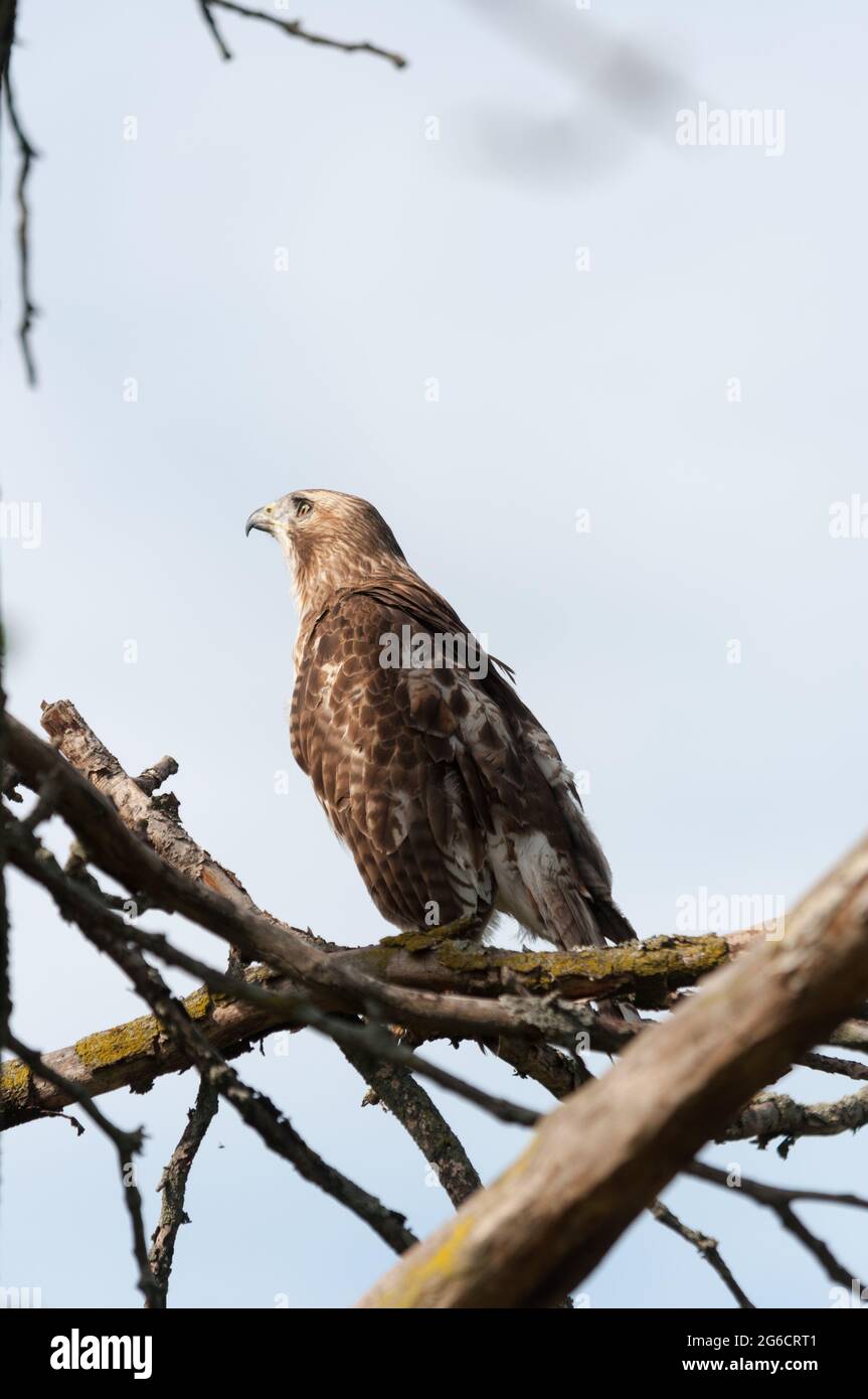 Plumage morphs hi-res stock photography and images - Alamy