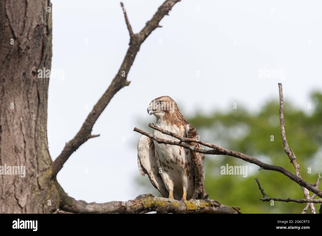 Red Tailed Hawk Perched On Dead Tree High Resolution Stock Photography ...