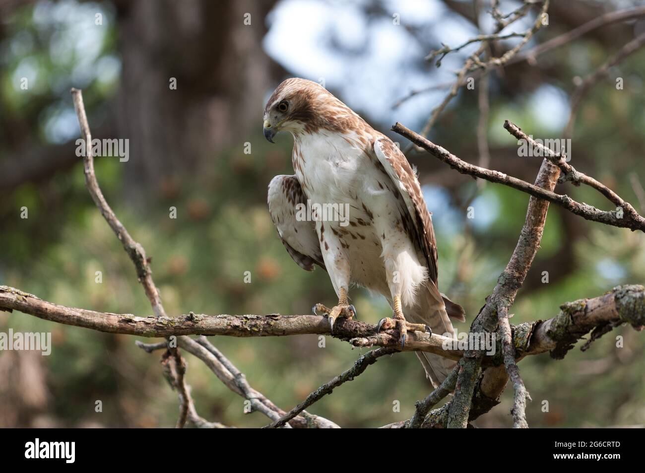immature red-tailed hawk (Buteo jamaicensis) perched on a dead tree ...