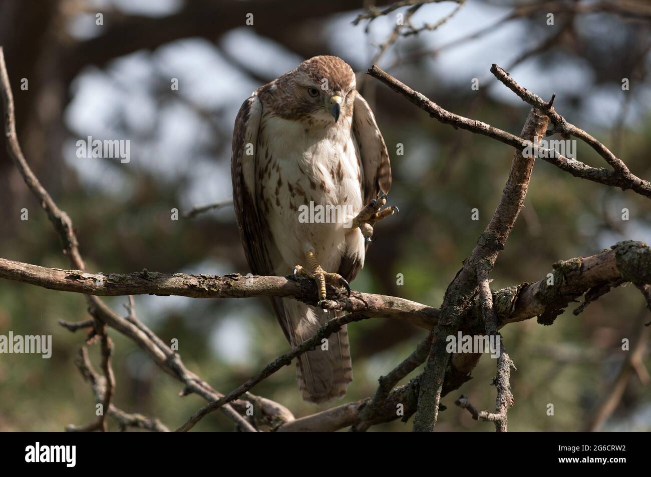 immature red-tailed hawk (Buteo jamaicensis) perched on a dead tree ...