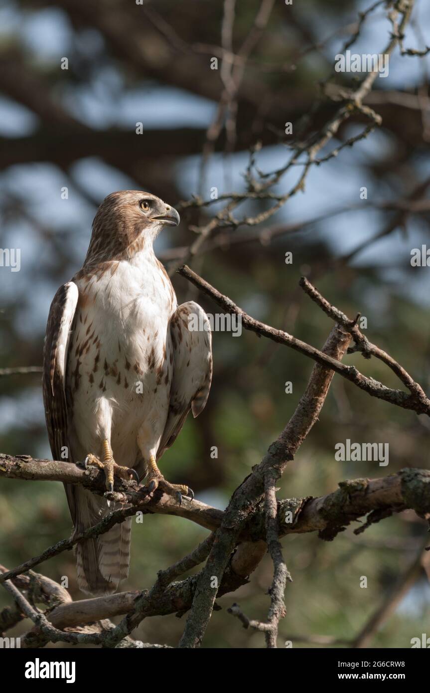 Red Tailed Hawk Perched On Dead Tree High Resolution Stock Photography ...