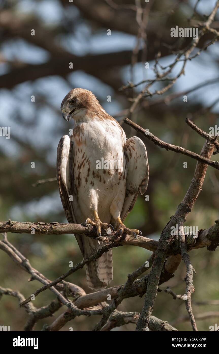 immature red-tailed hawk (Buteo jamaicensis) perched on a dead tree ...