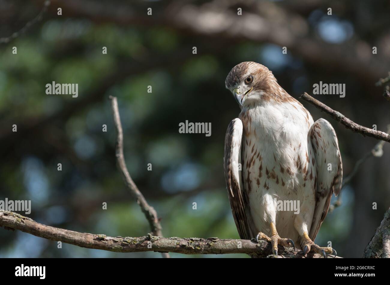 Common Buzzard Feet High Resolution Stock Photography and Images - Alamy