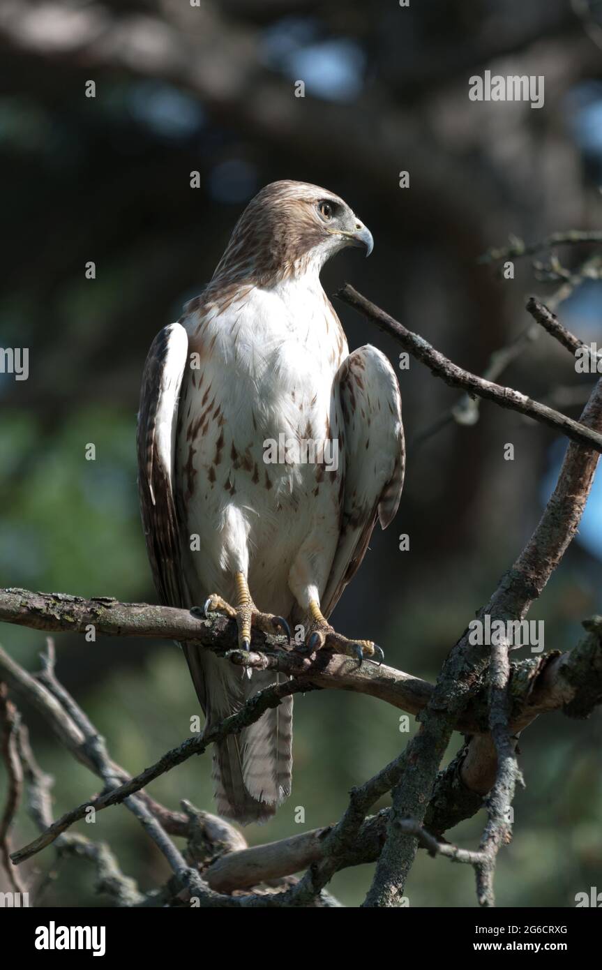 Red Tailed Hawk Perched On Dead Tree High Resolution Stock Photography ...