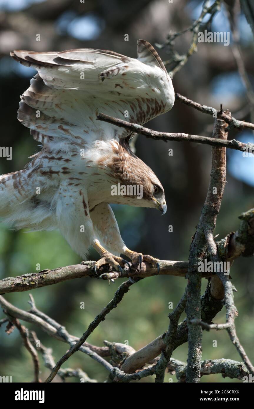 Dead tree limb hi-res stock photography and images - Alamy