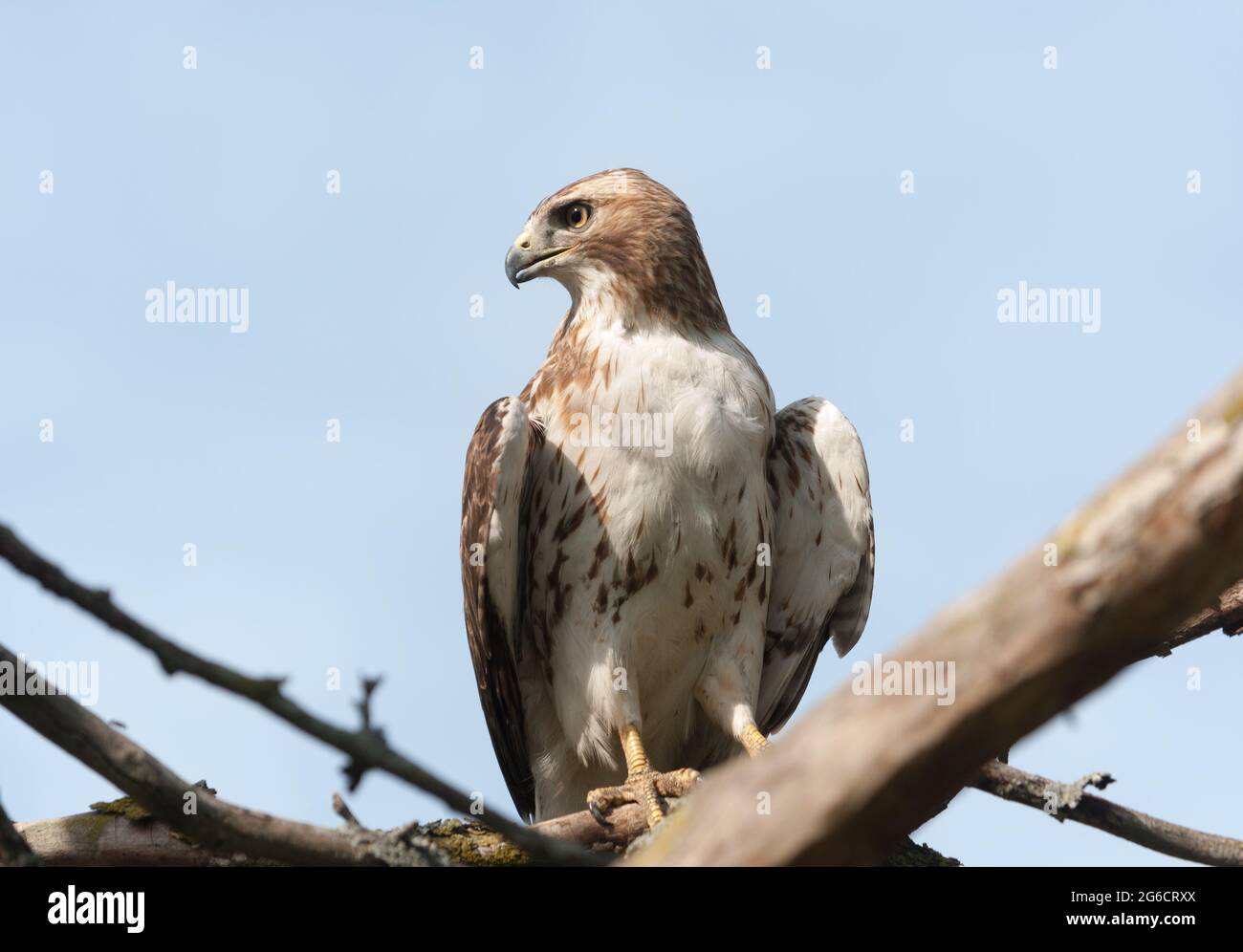 Streaks on wing hi-res stock photography and images - Alamy