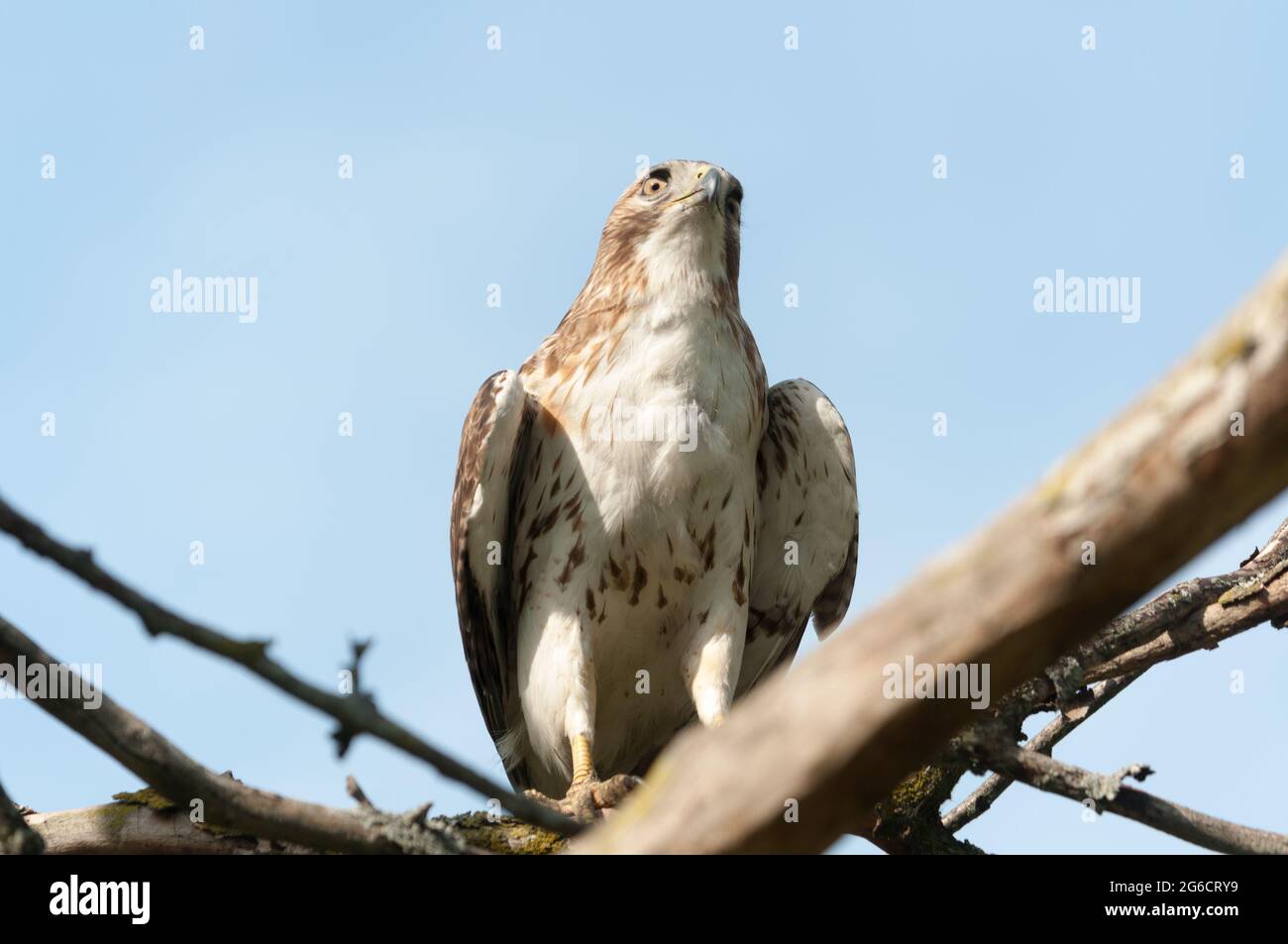 immature red-tailed hawk (Buteo jamaicensis) perched on a dead tree ...