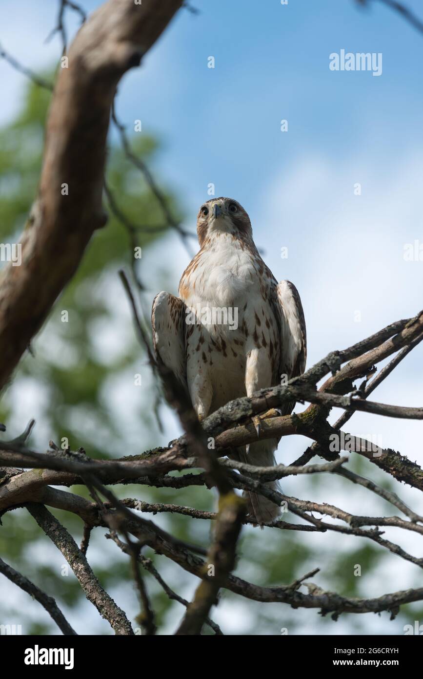 Red Tailed Hawk Perched On Dead Tree High Resolution Stock Photography ...