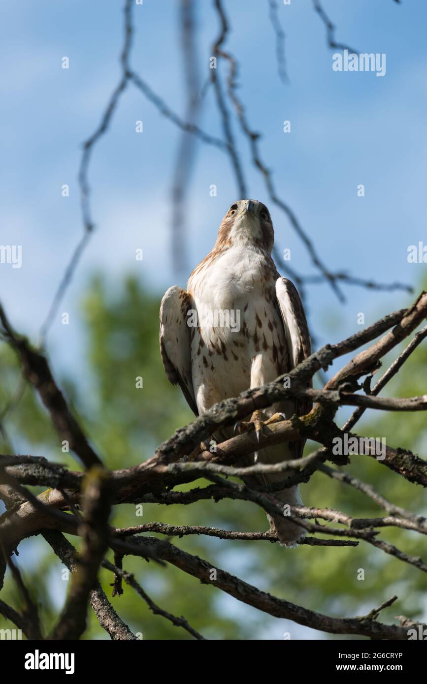 immature red-tailed hawk (Buteo jamaicensis) perched on a dead tree ...