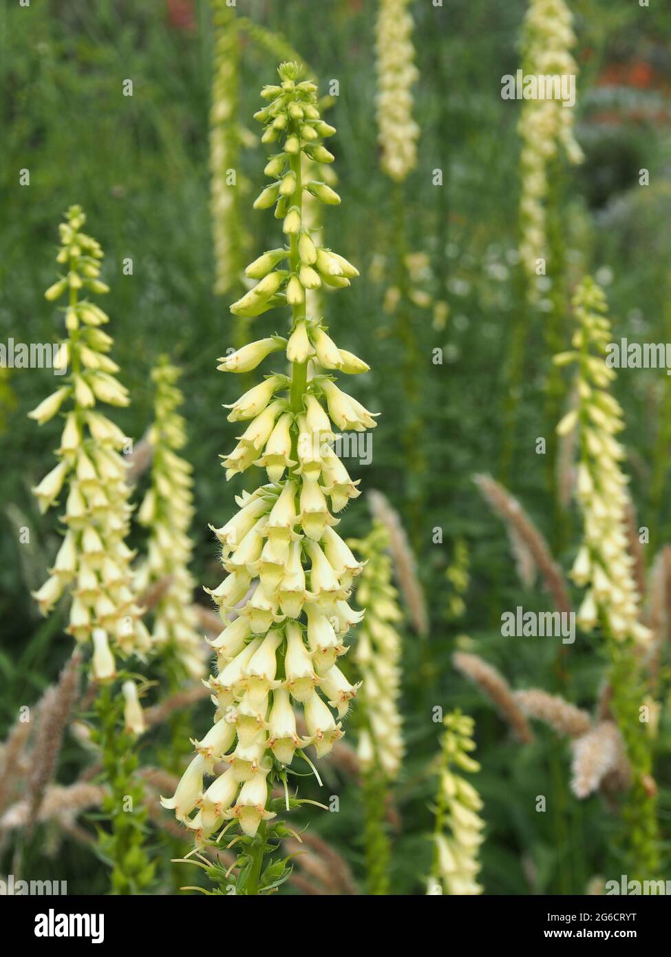 Digitalis Lutea (yellow foxglove) flowering in an English cottage ...