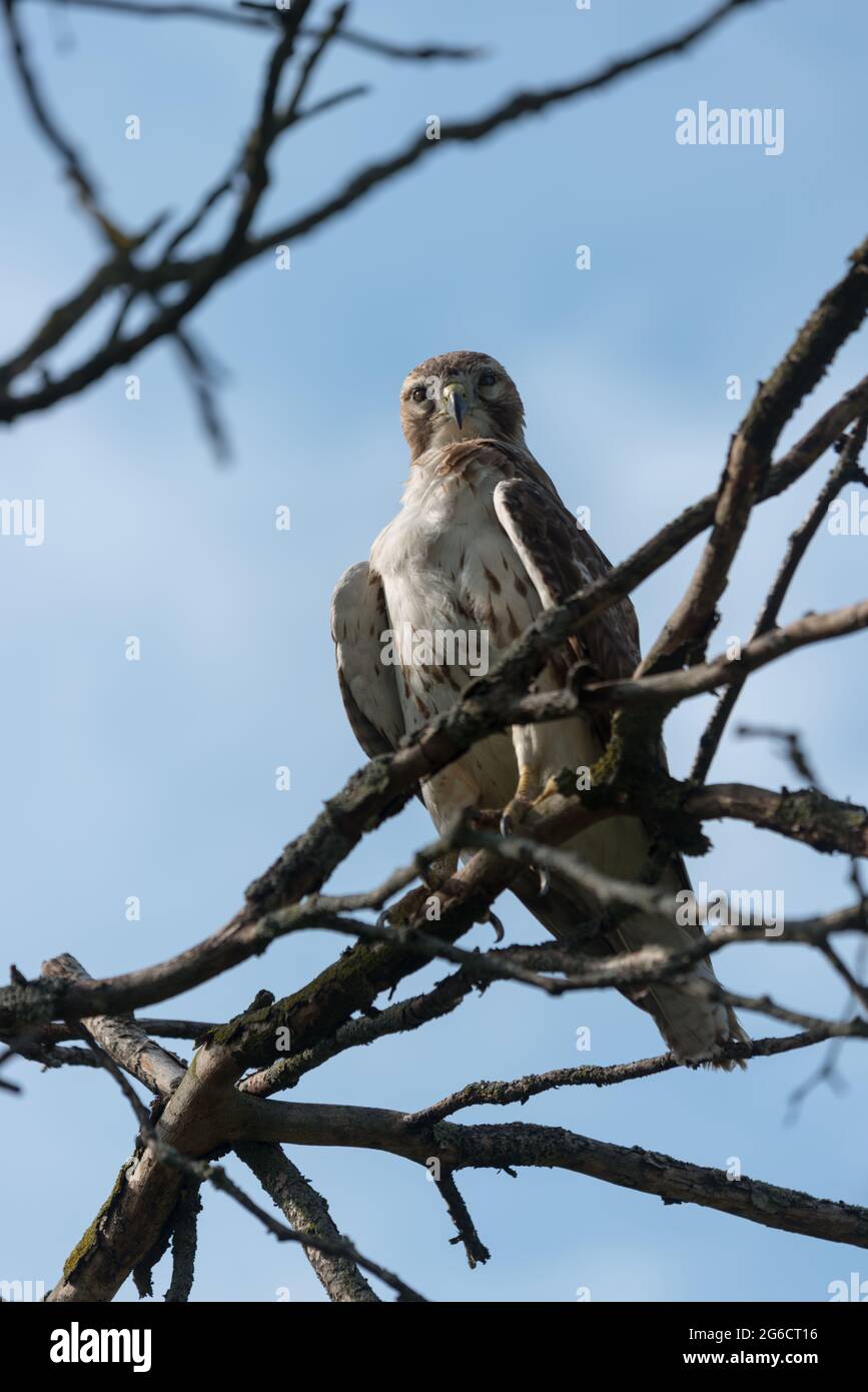 Common Buzzard Feet High Resolution Stock Photography and Images - Alamy
