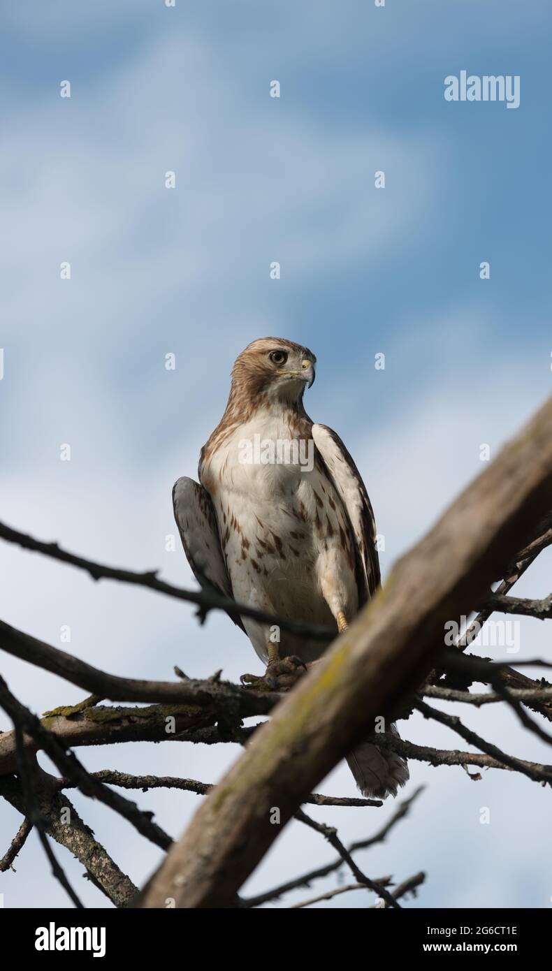 Red Tailed Hawk Perched On Dead Tree High Resolution Stock Photography ...