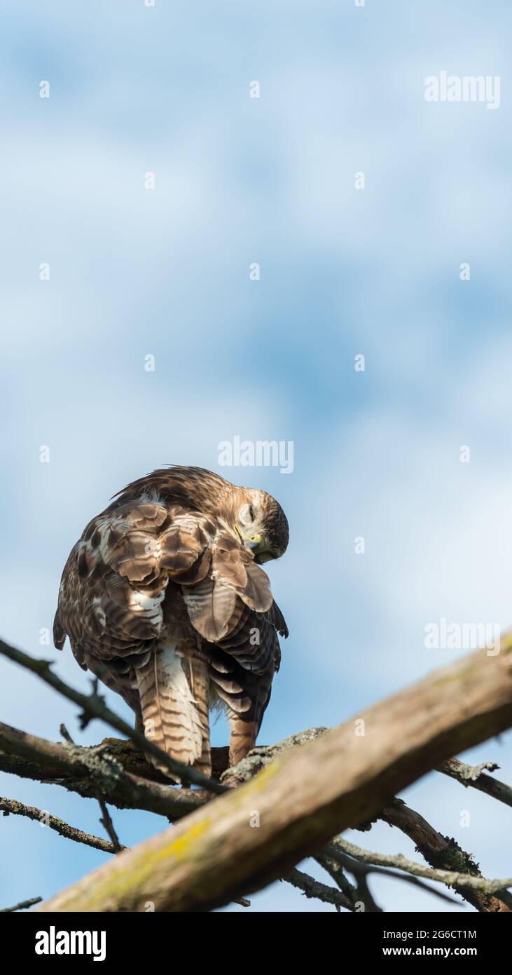Red Tailed Hawk Perched On Dead Tree High Resolution Stock Photography ...