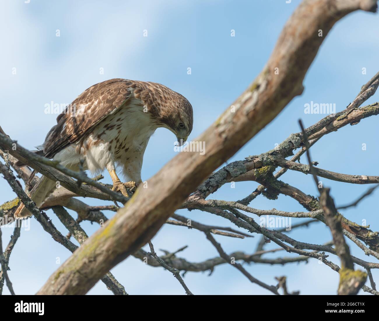 Common Buzzard Feet High Resolution Stock Photography and Images - Alamy
