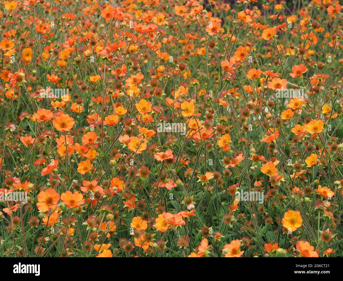 Orange geum hi-res stock photography and images - Alamy