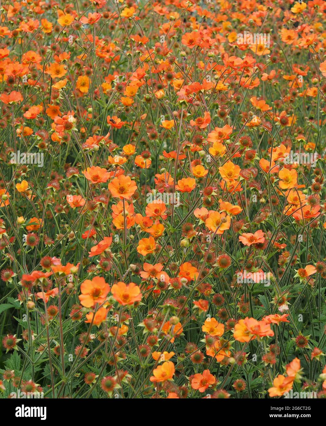 Orange geum hi-res stock photography and images - Alamy