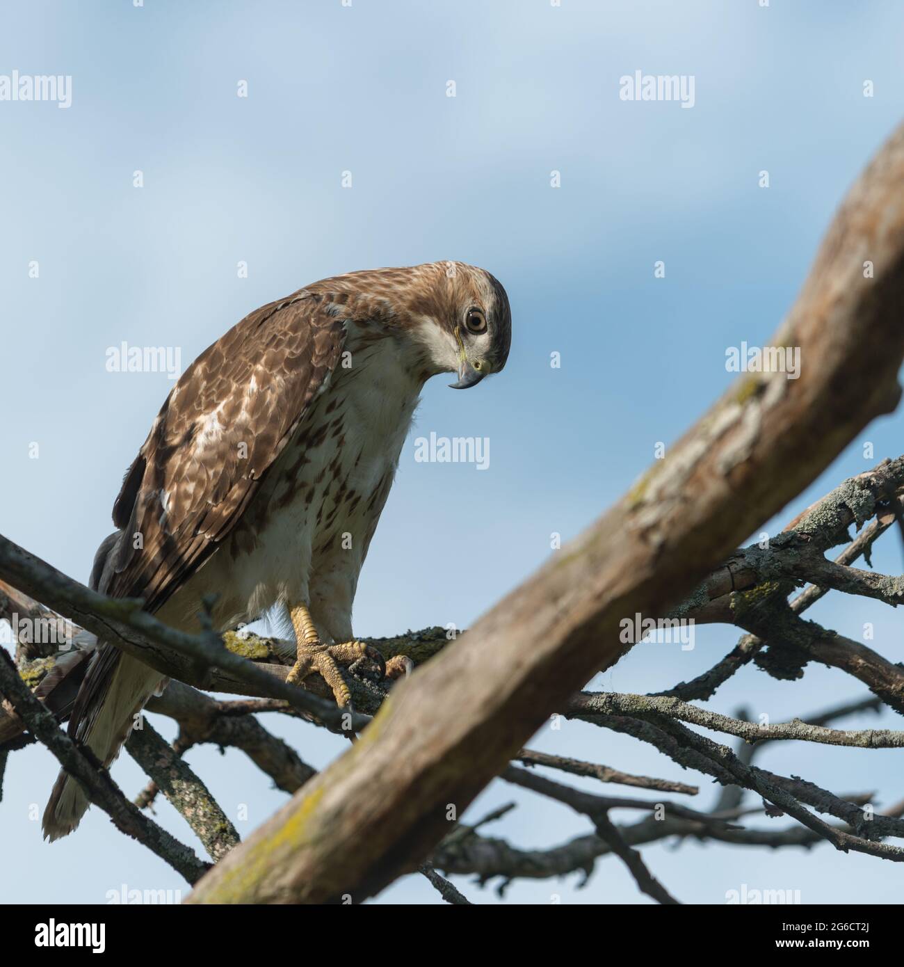 immature red-tailed hawk (Buteo jamaicensis) perched on a dead tree ...