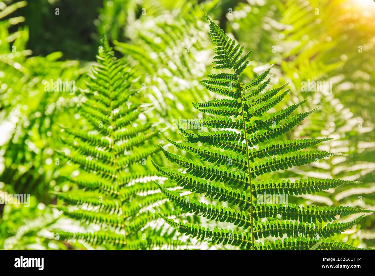 Fern leaves. Green fern plants in nature landscape. Fern plants in ...