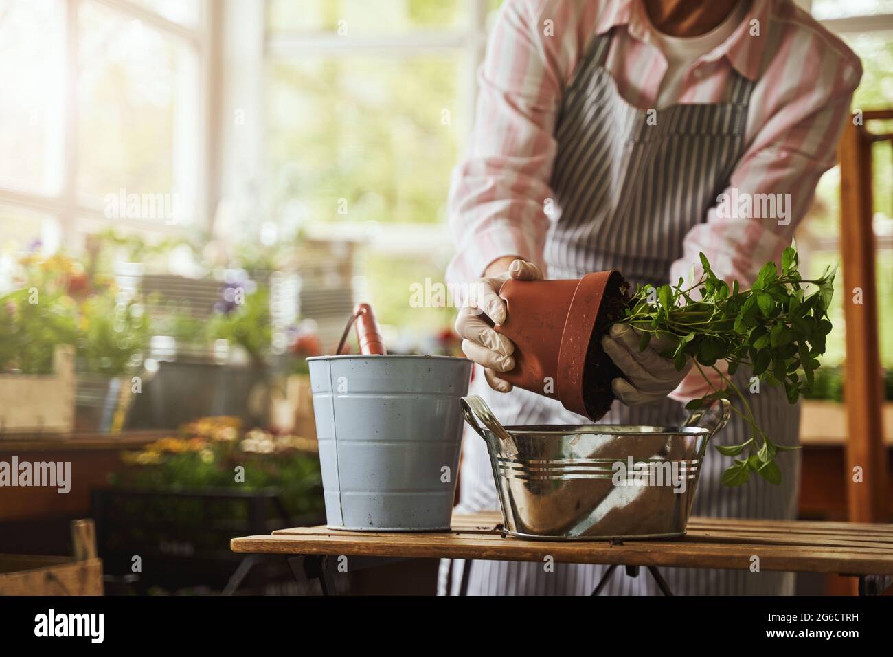 Female in apron replanting small bush on veranda Stock Photo - Alamy