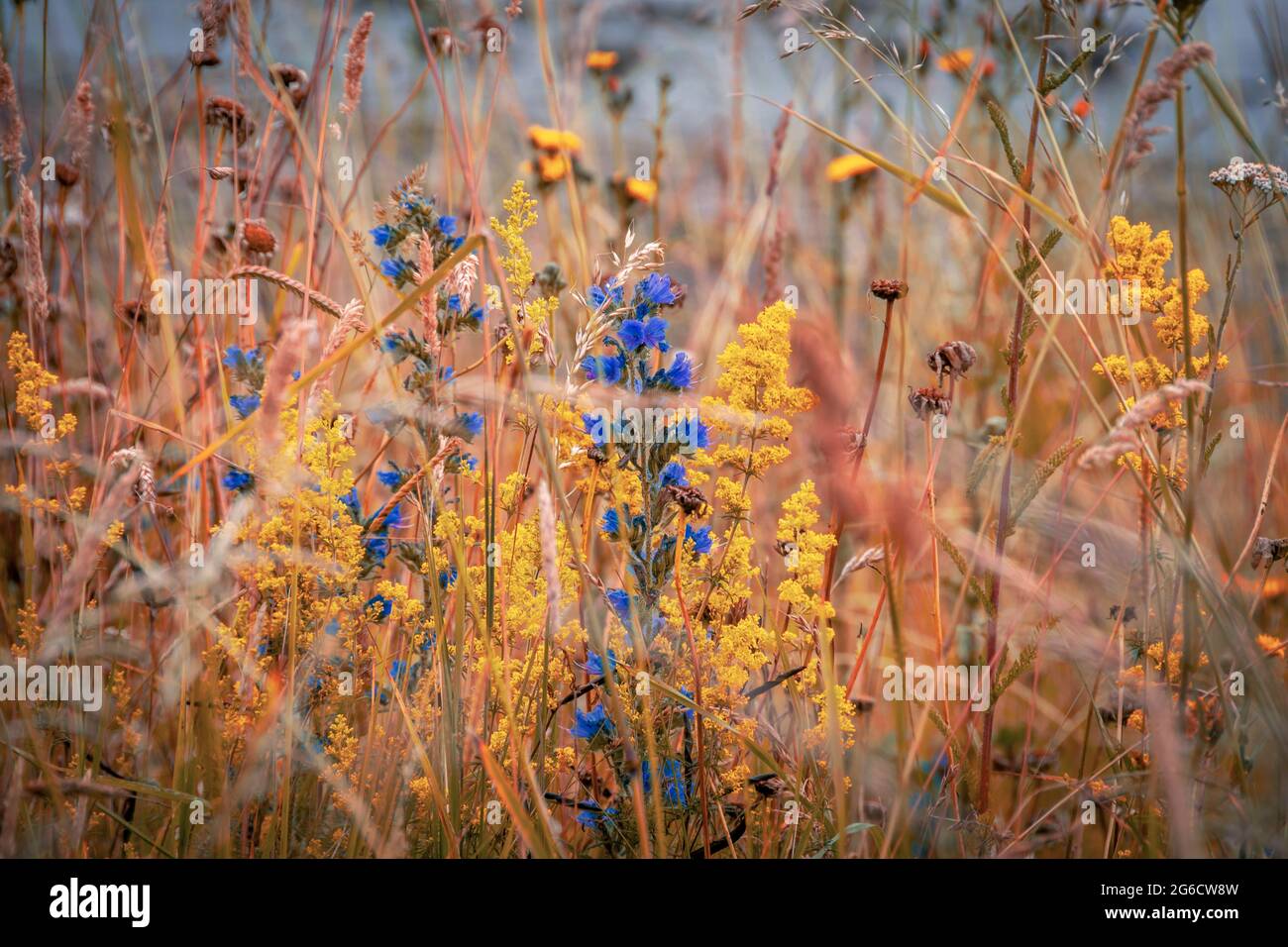 British meadow in summer with wild flowers and grasses, Viper's Bugloss ...