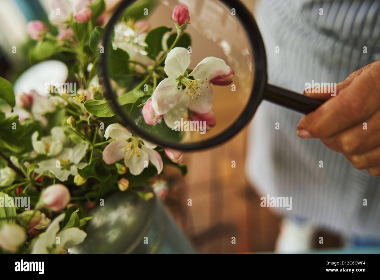 Florist using magnifying glass for watching plants Stock Photo - Alamy