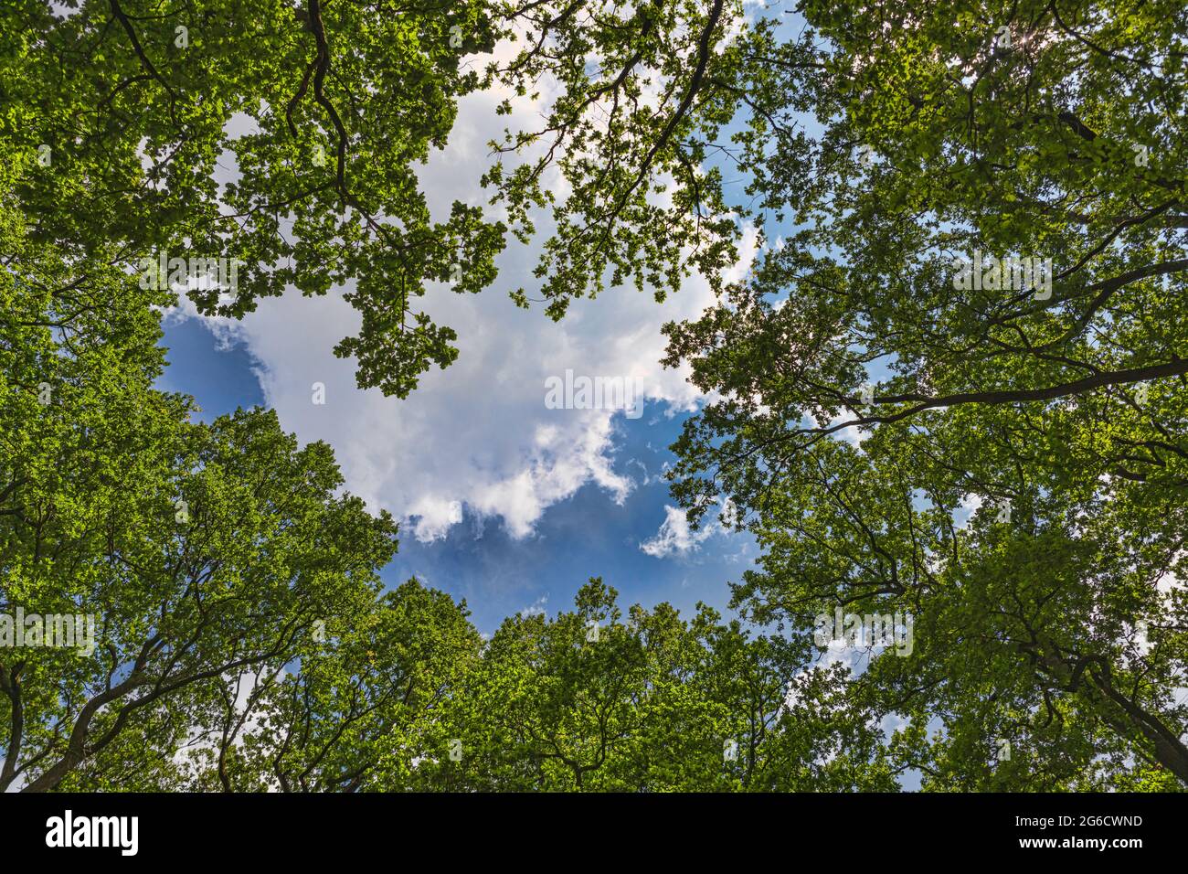 Blue sky through trees hi-res stock photography and images - Alamy
