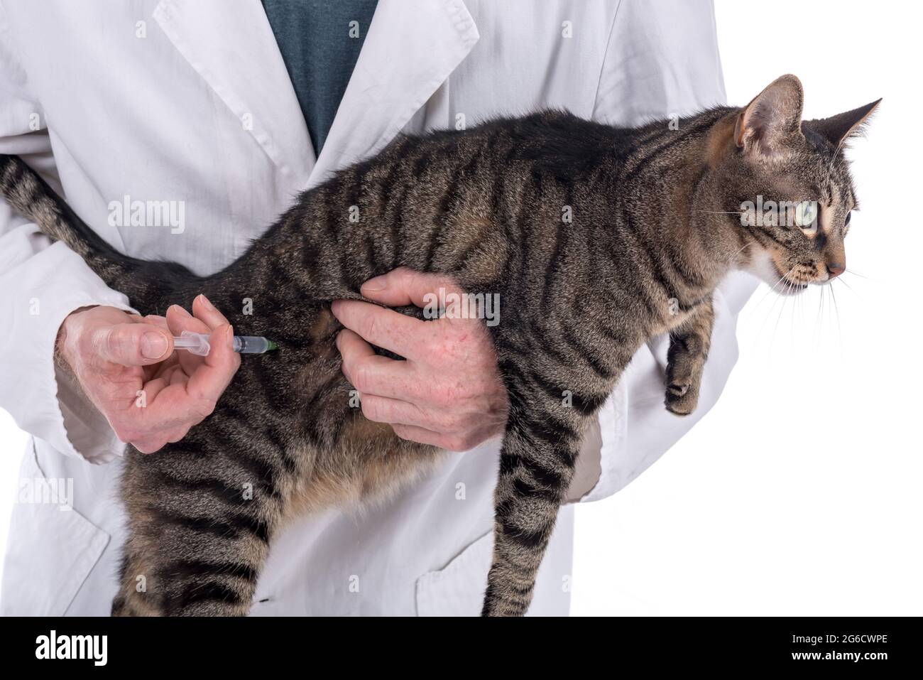 Cat getting injection hi-res stock photography and images - Alamy