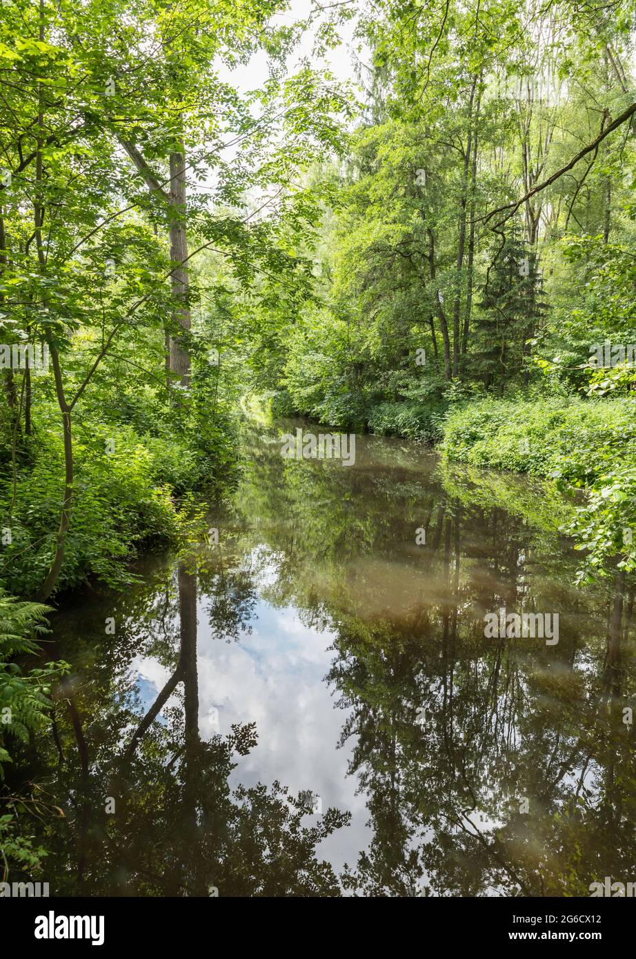 small pond in green forest Stock Photo - Alamy