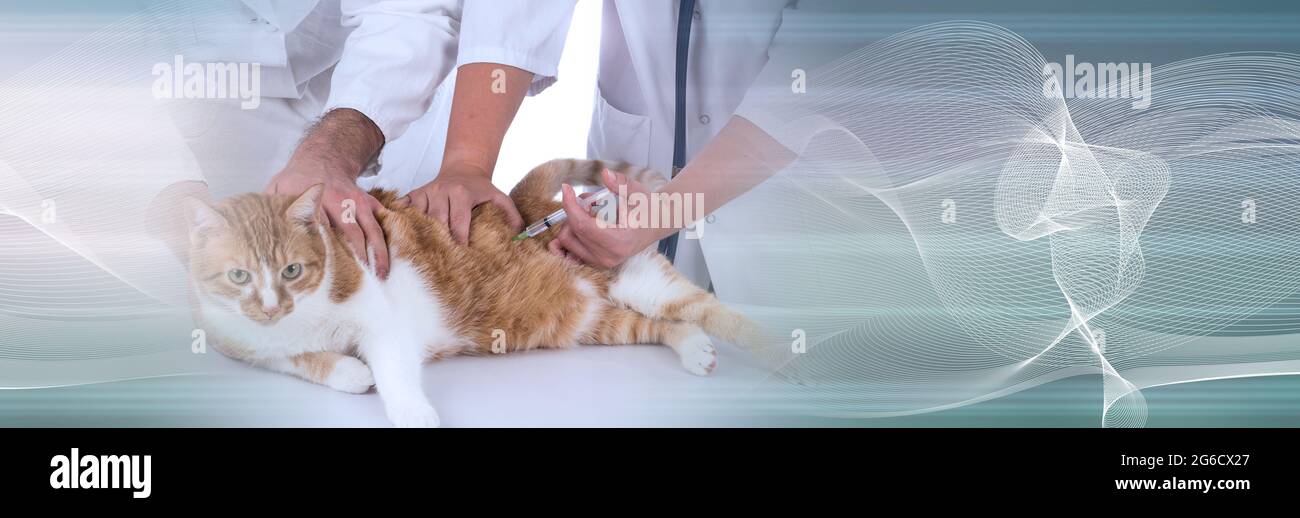Veterinarian giving an injection to a cat; panoramic banner Stock Photo ...