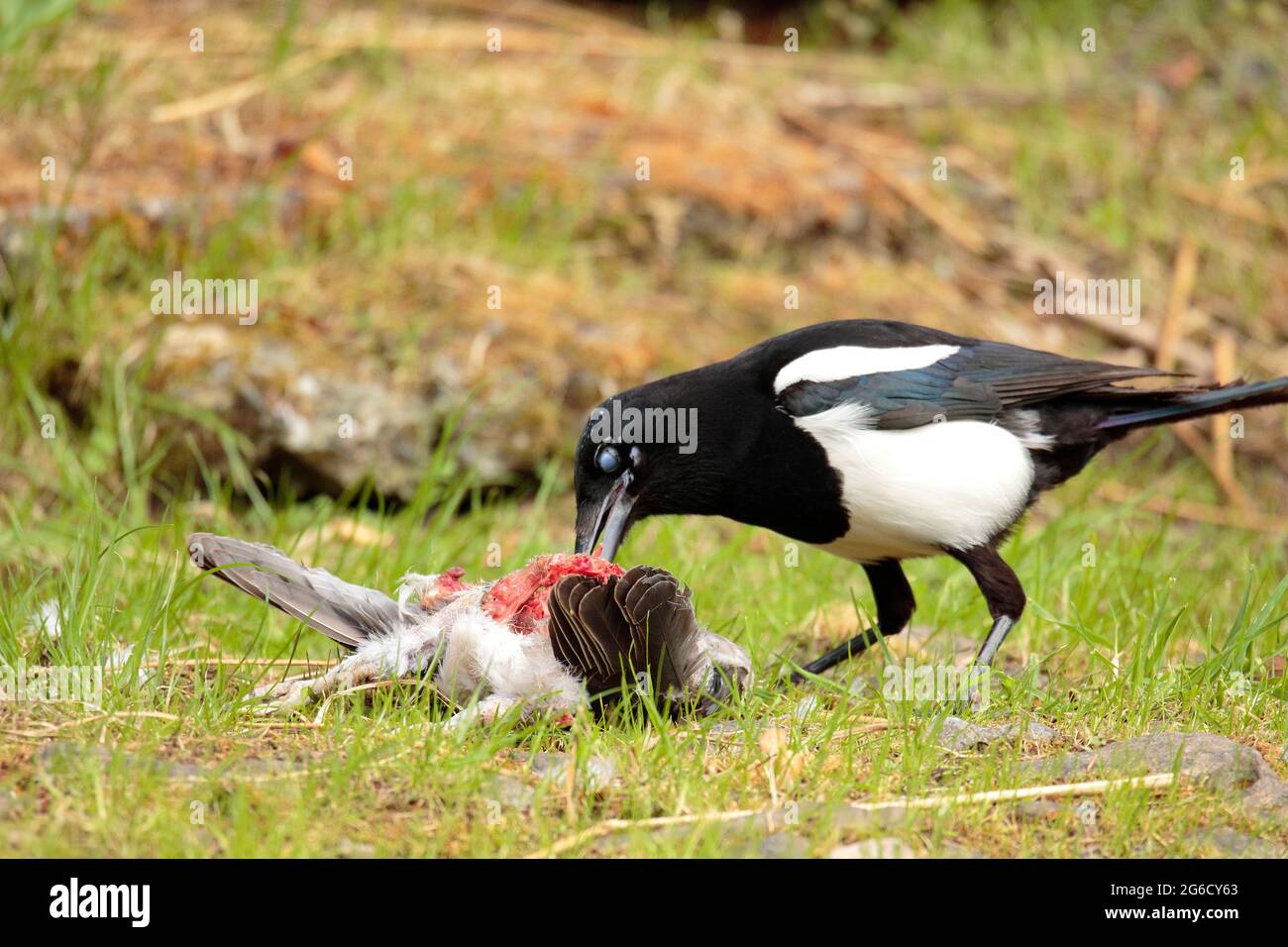 Magpie uk scavenging hi-res stock photography and images - Alamy