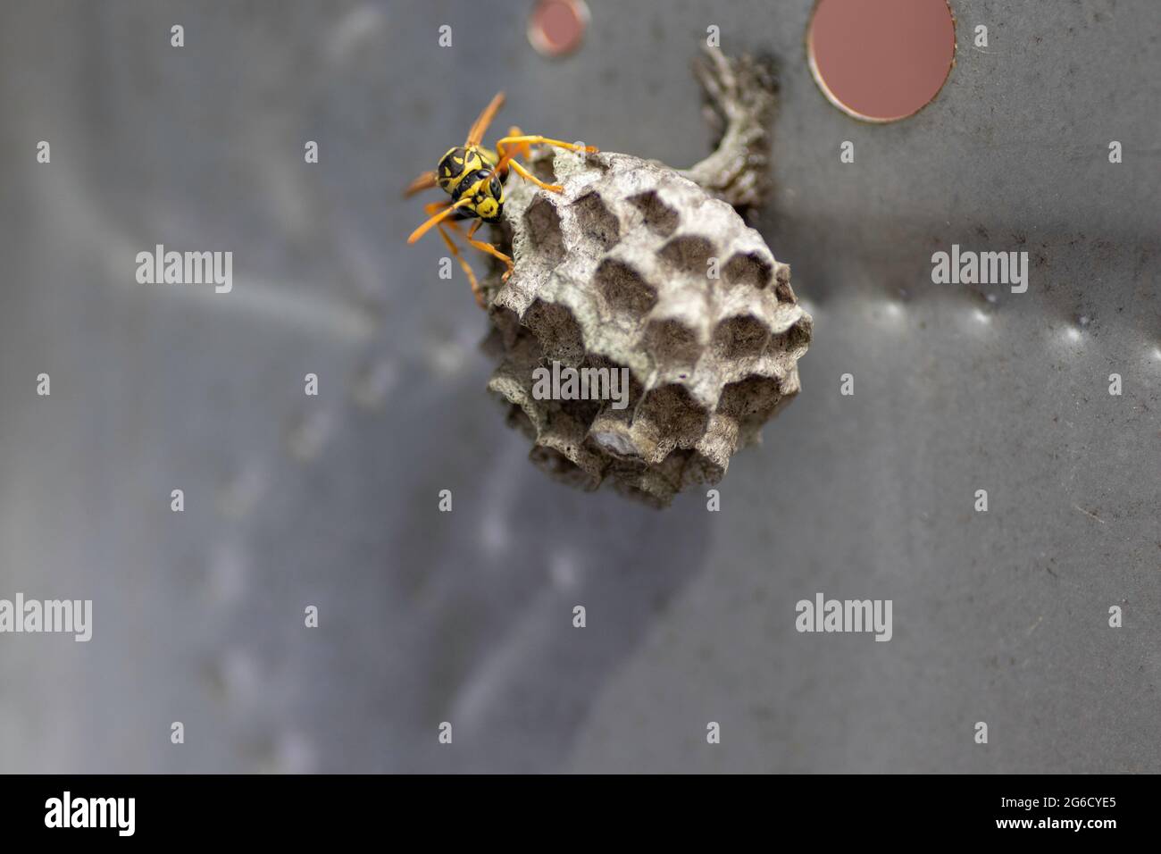 wasp and her house in a metal box, small wasp house Stock Photo - Alamy