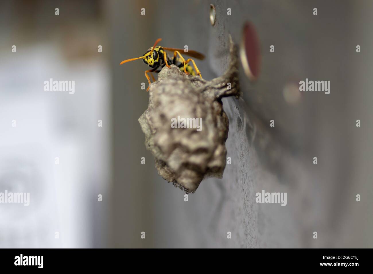 wasp and her house in a metal box, small wasp house Stock Photo - Alamy