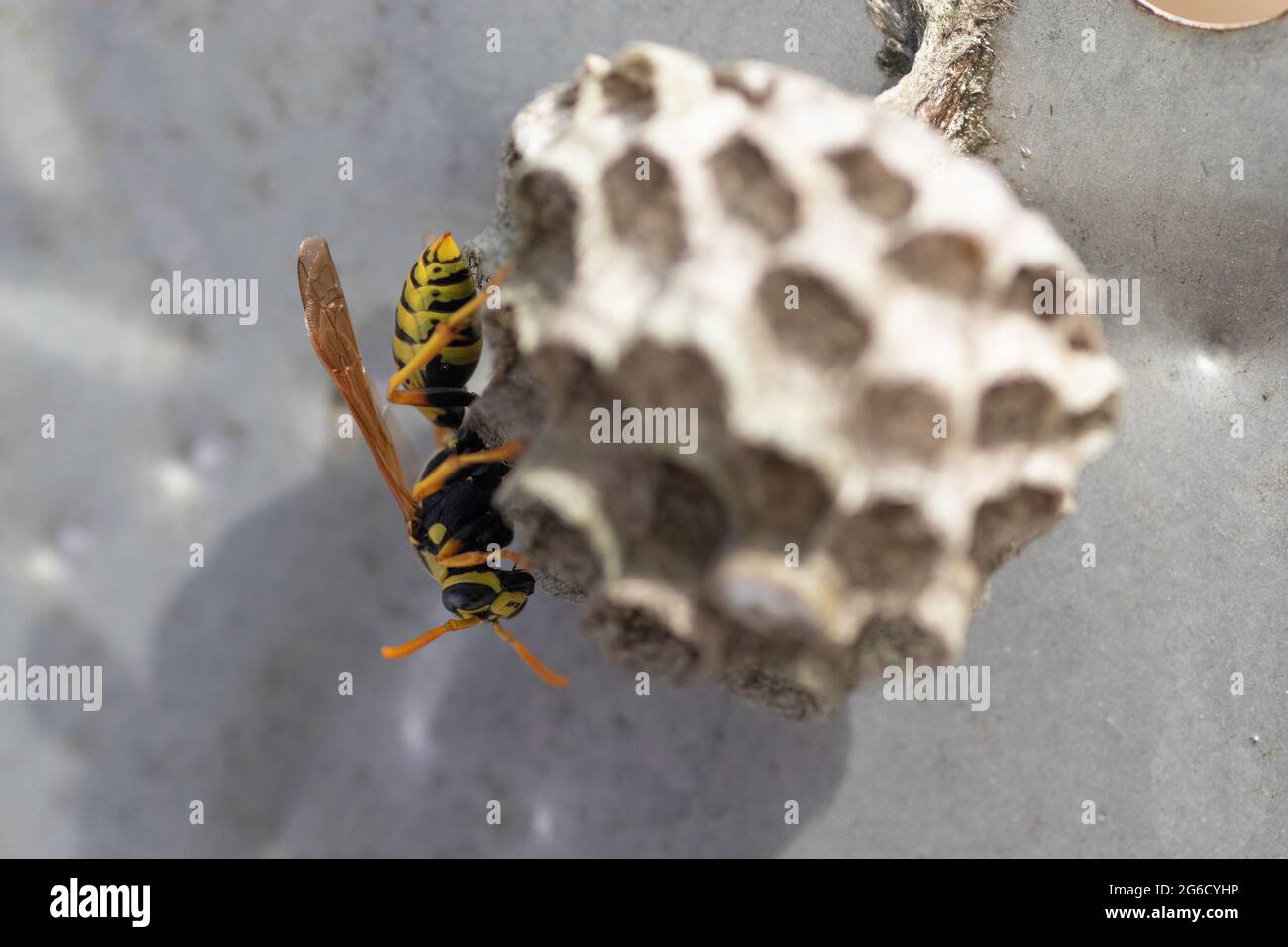 wasp and her house in a metal box, small wasp house Stock Photo - Alamy