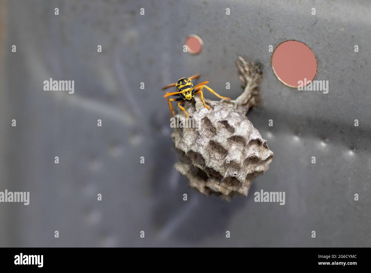 wasp and her house in a metal box, small wasp house Stock Photo - Alamy