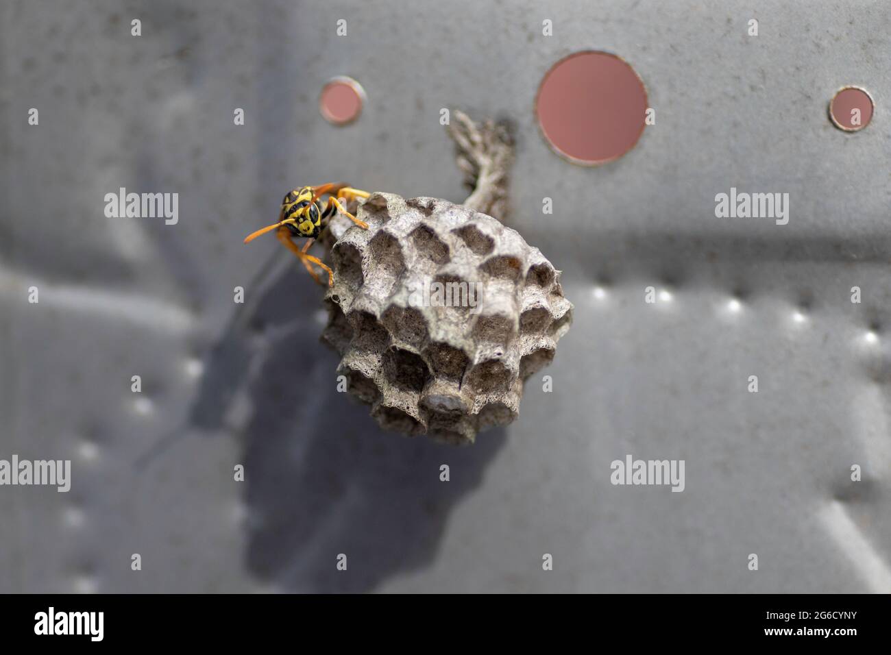 wasp and her house in a metal box, small wasp house Stock Photo - Alamy