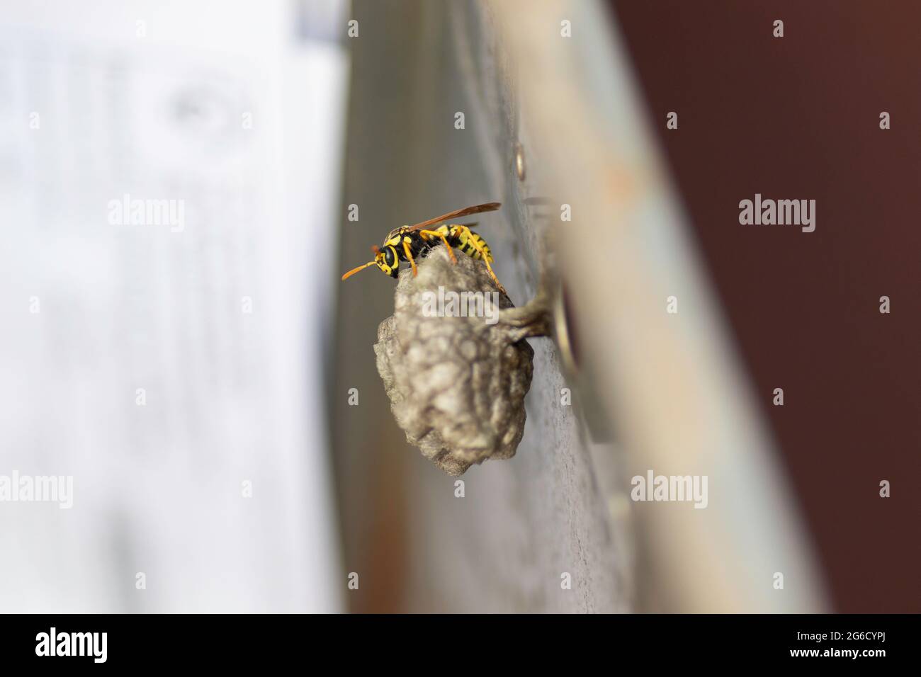 wasp and her house in a metal box, small wasp house Stock Photo - Alamy