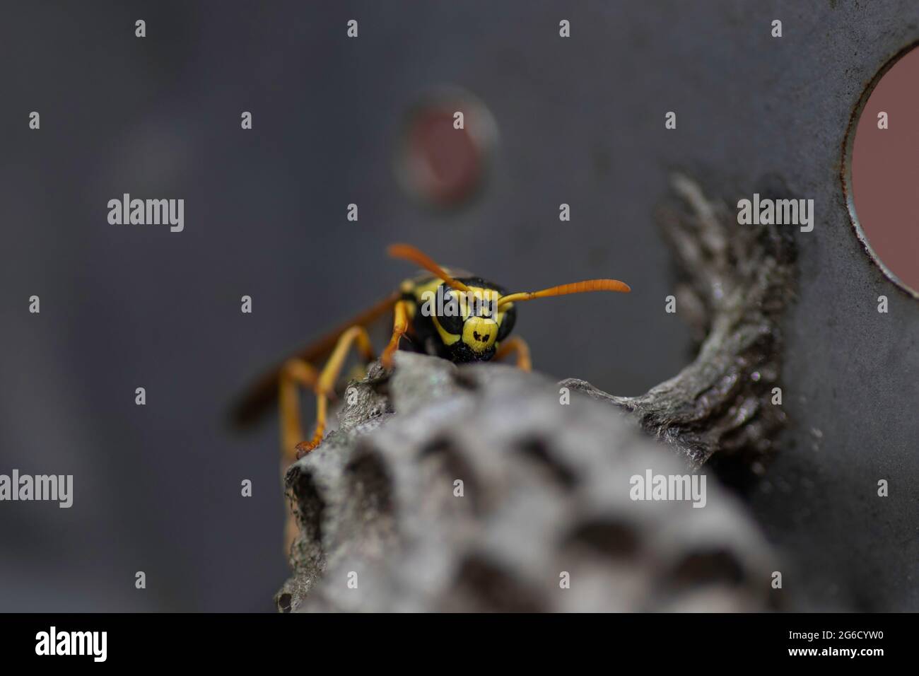 wasp and her house in a metal box, small wasp house Stock Photo - Alamy
