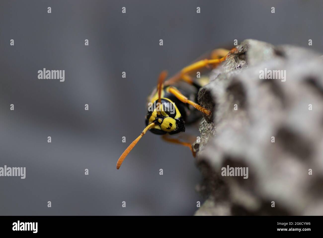 wasp and her house in a metal box, small wasp house Stock Photo - Alamy