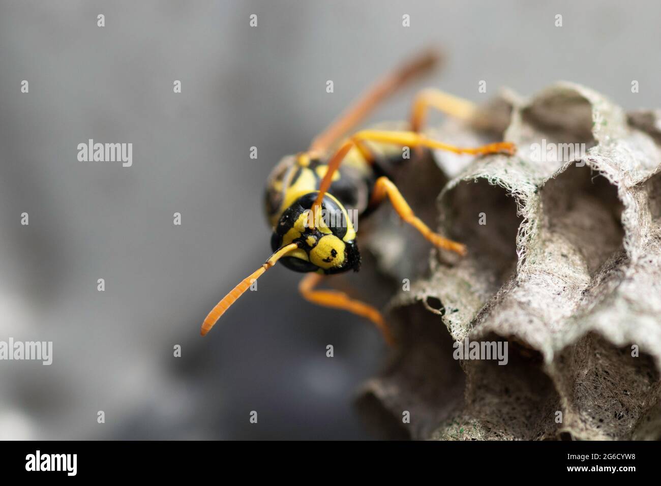 wasp and her house in a metal box, small wasp house Stock Photo - Alamy