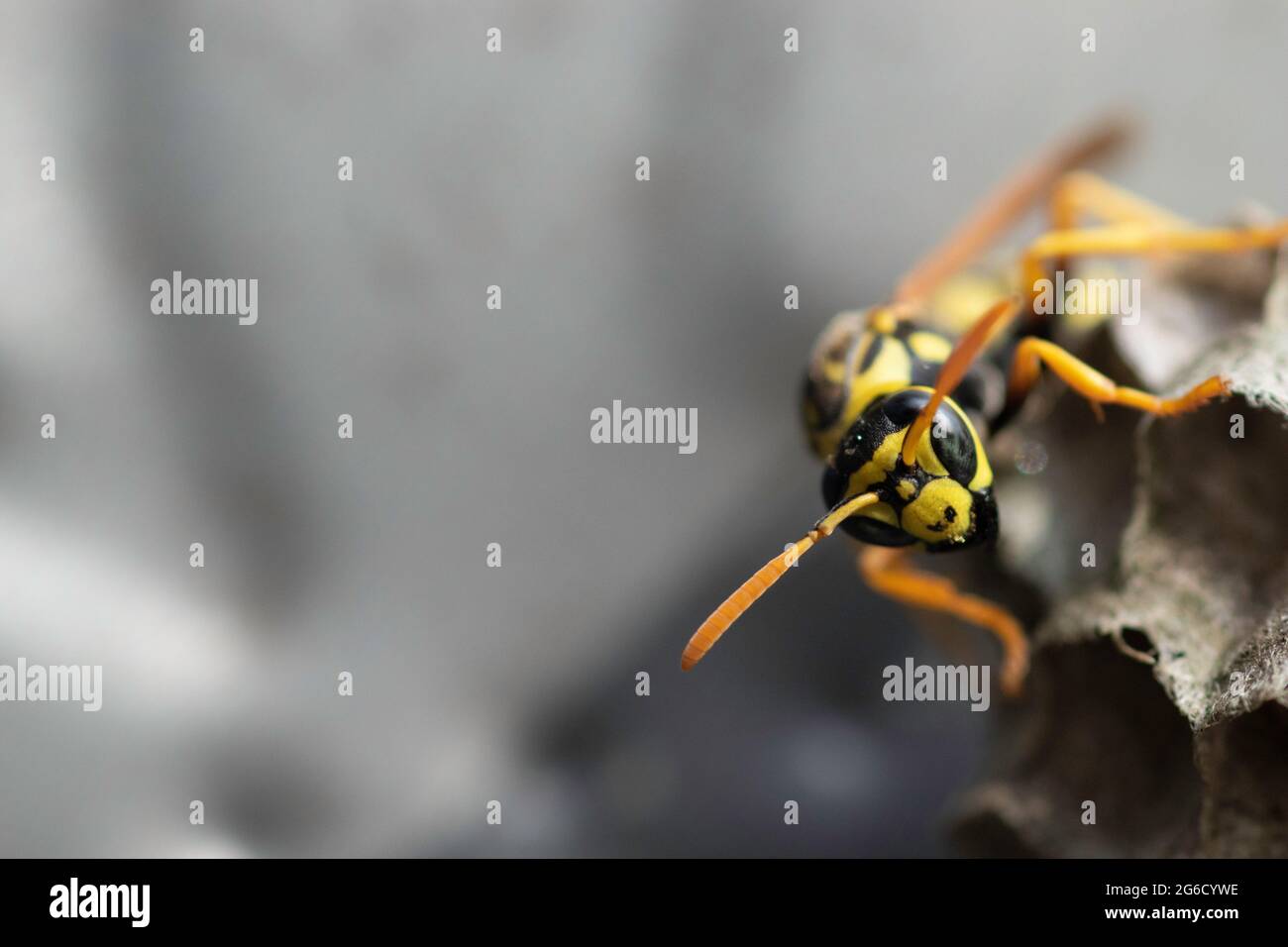 wasp and her house in a metal box, small wasp house Stock Photo - Alamy