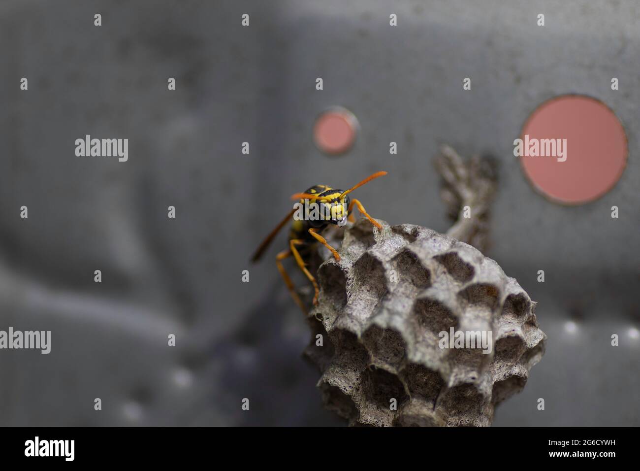 wasp and her house in a metal box, small wasp house Stock Photo - Alamy