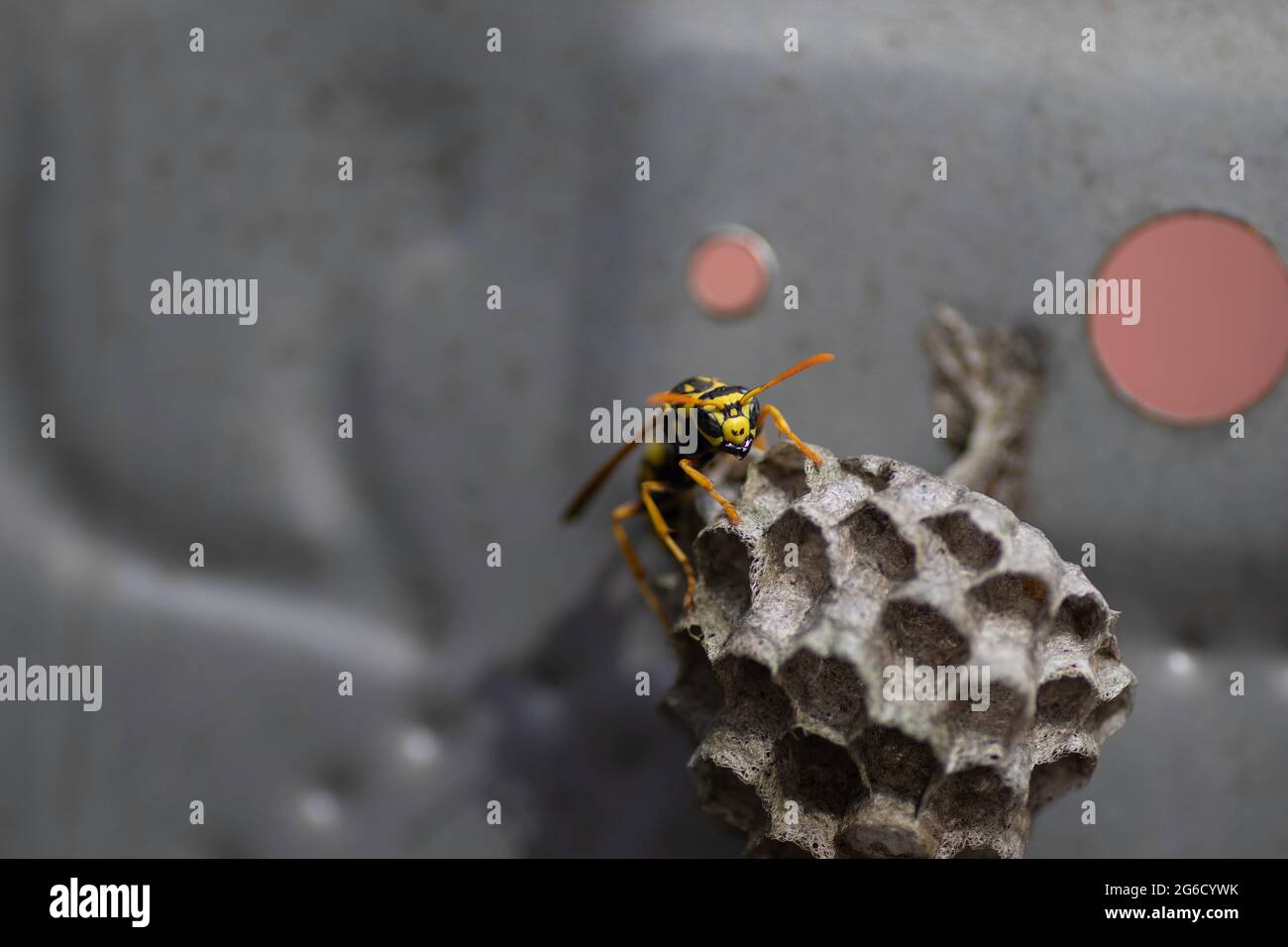 wasp and her house in a metal box, small wasp house Stock Photo - Alamy