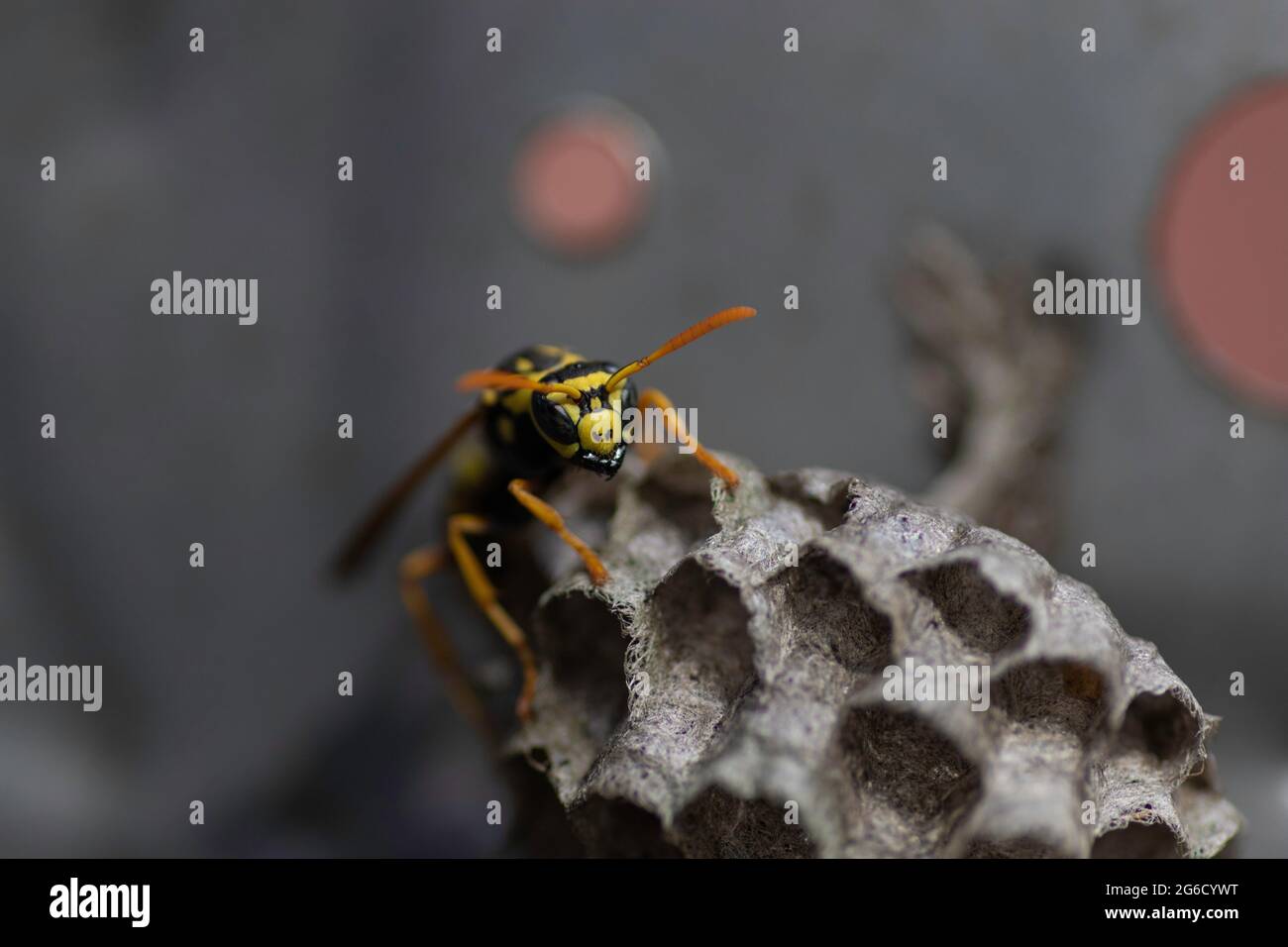 wasp and her house in a metal box, small wasp house Stock Photo - Alamy