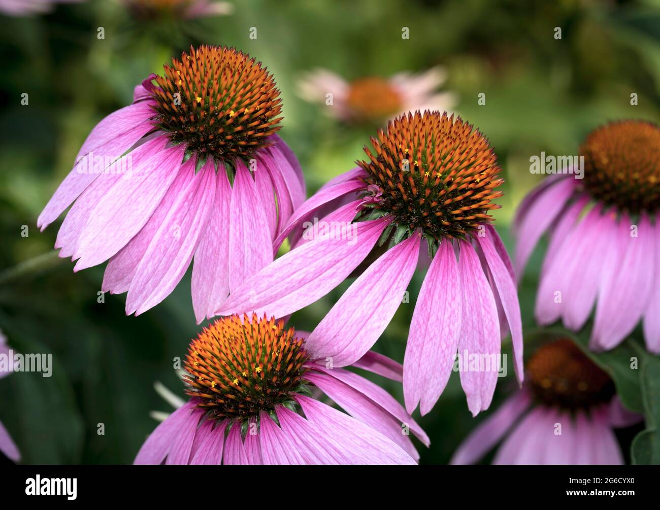 A close up view of colorful coneflower blossoms with vivid magenta and ...